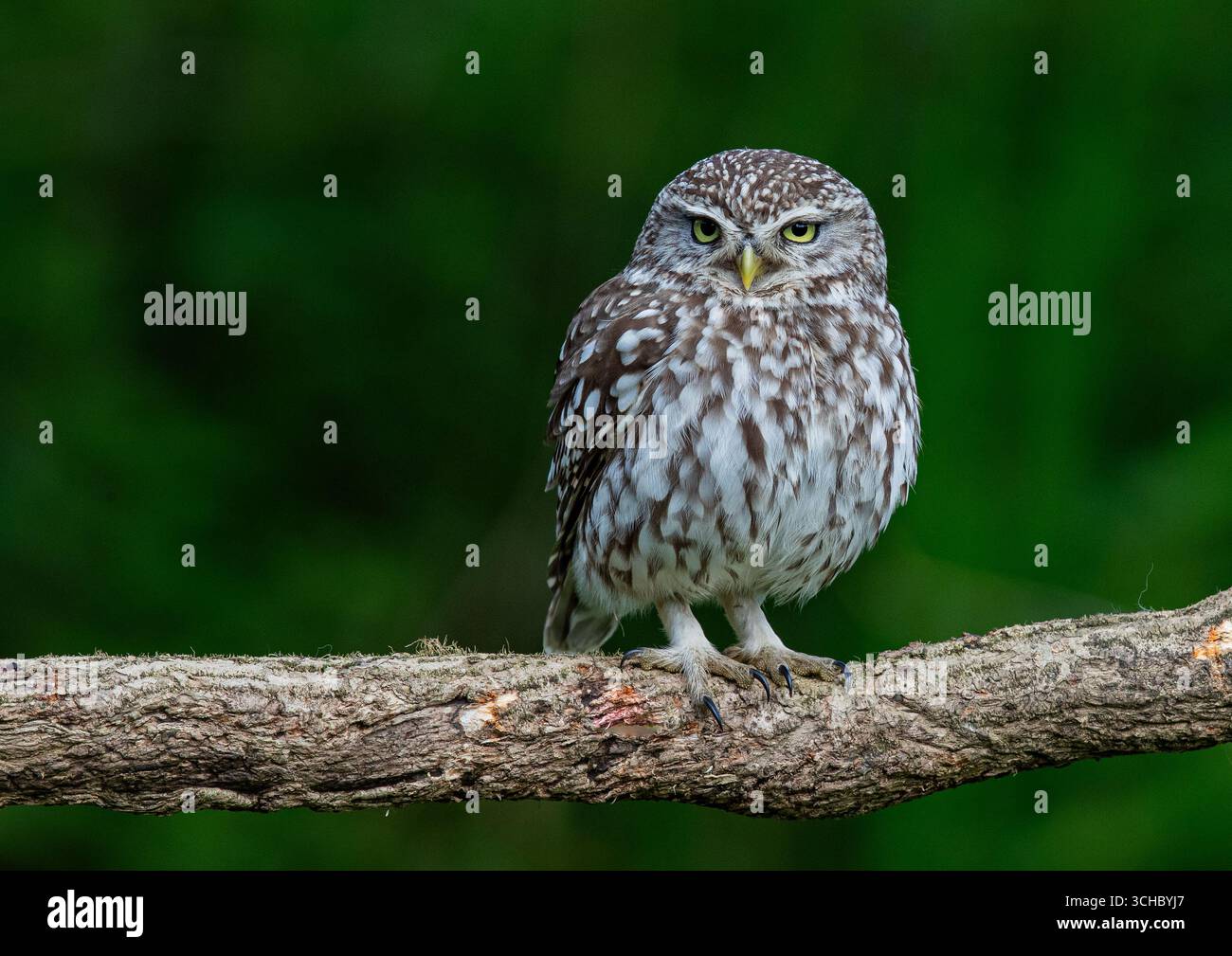 A detailed portrait of a Little Owl ( Athene noctua) looking straight ...