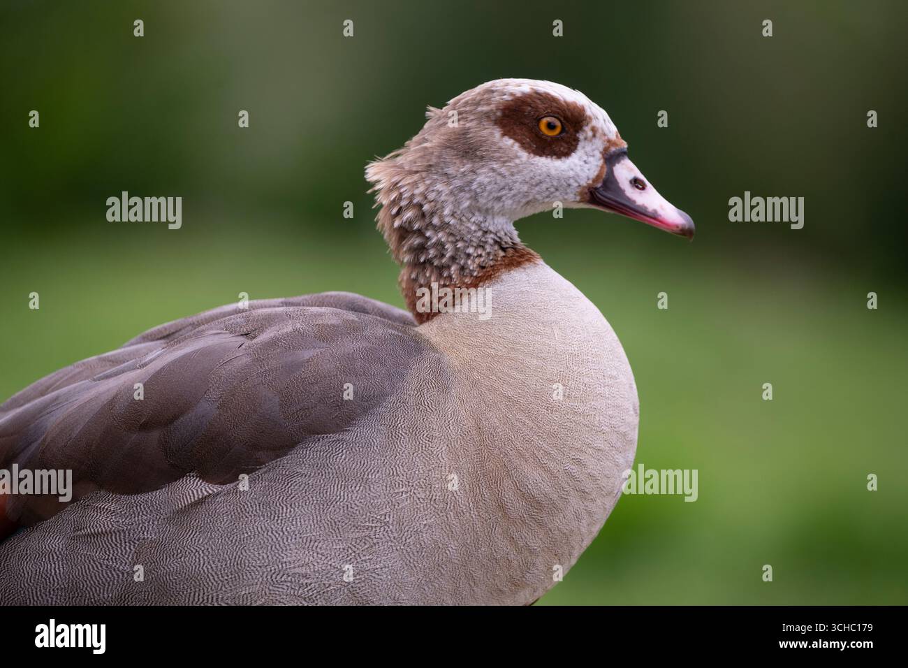 The Egyptian Goose (Alopochen aegyptiaca). an African member of the ...
