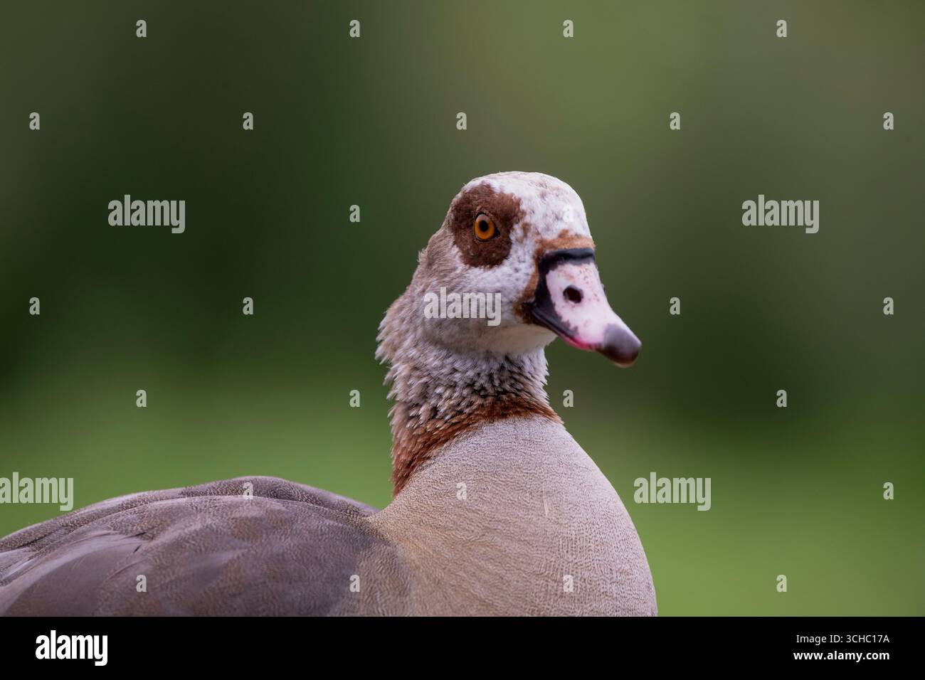 The Egyptian Goose (Alopochen aegyptiaca). an African member of the ...