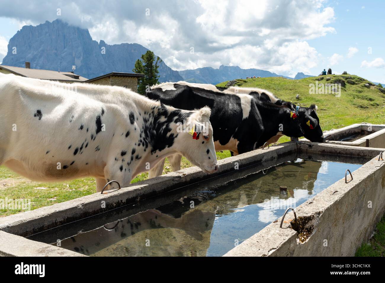 Pair of dairy cows resting and drinking water on a mountain farm Stock ...