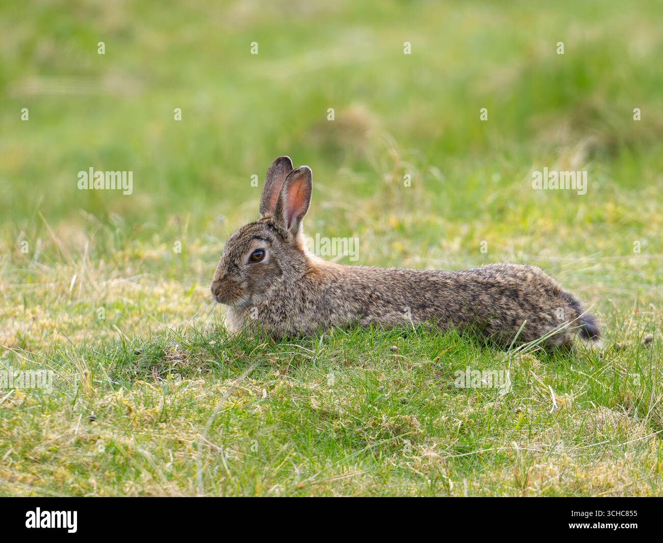 A European rabbit or coney, Oryctolagus cuniculus, resting in a grass ...