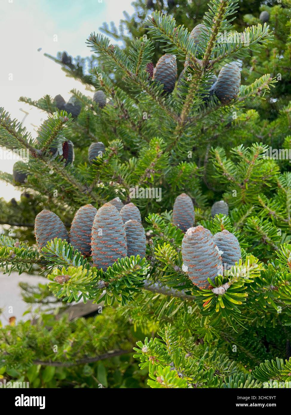 Pine cones in tree hi-res stock photography and images - Alamy