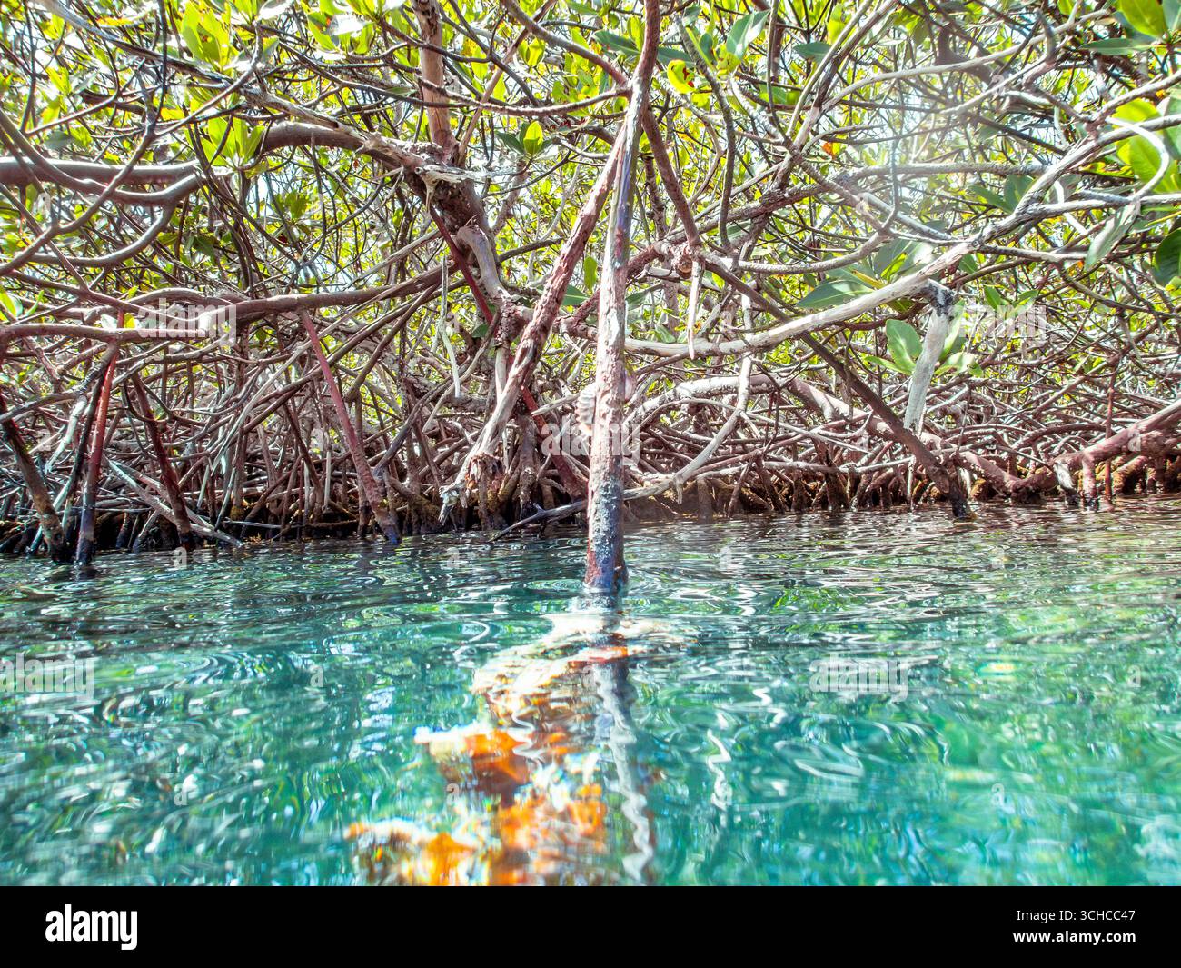 Fisch mangrove hi-res stock photography and images - Alamy