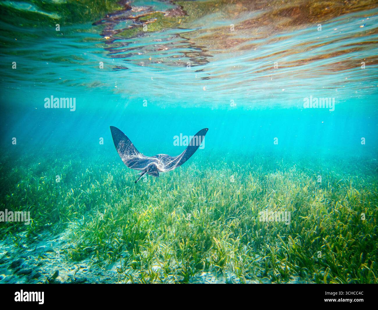 Spotted Eagle Ray over Seagrass, Tobacco Caye A spotted eagle ray ...