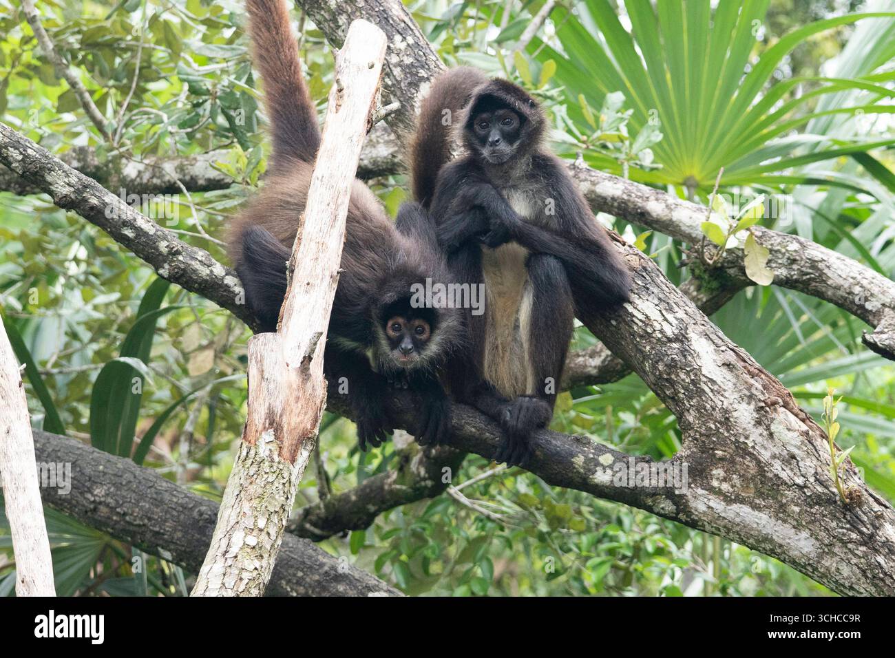 Yucatán Spider Monkey, The Belize Zoo, Belize A Yucatán spider monkey ...