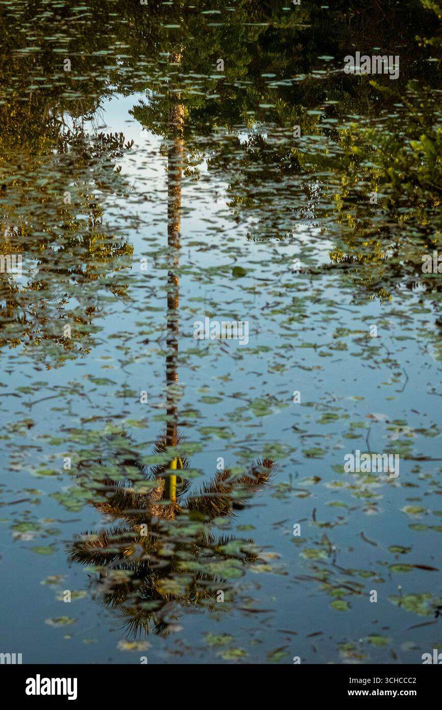 Palm Reflections, Tropical Education Center, Belize A palm tree casts ...