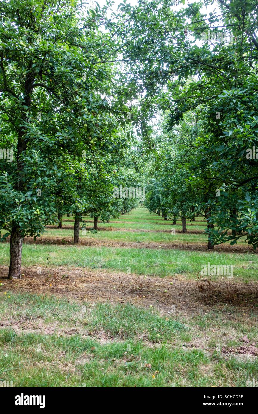 Bulmers hi-res stock photography and images - Alamy