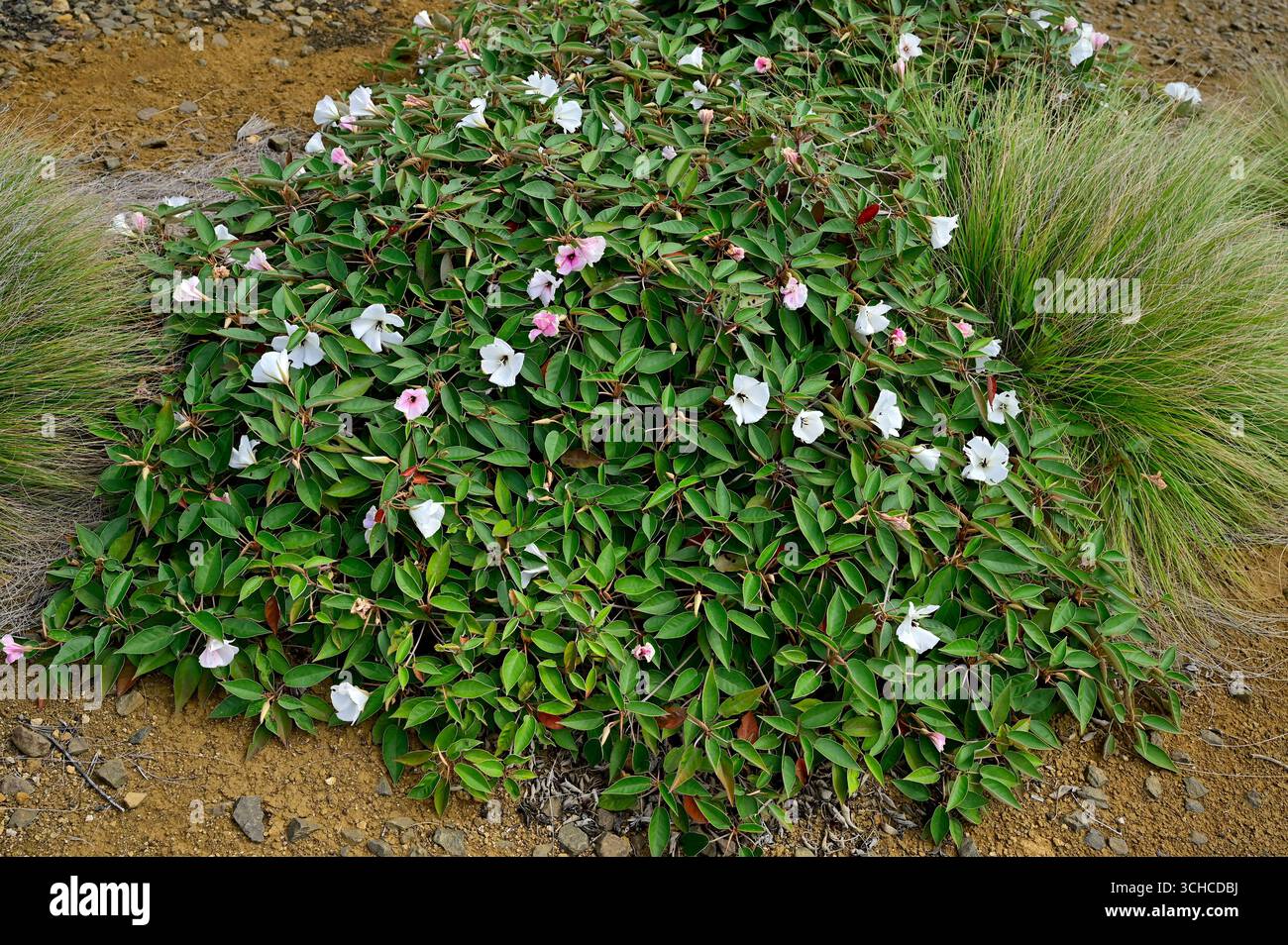 St Helena island, south Atlantic ocean Stock Photo - Alamy