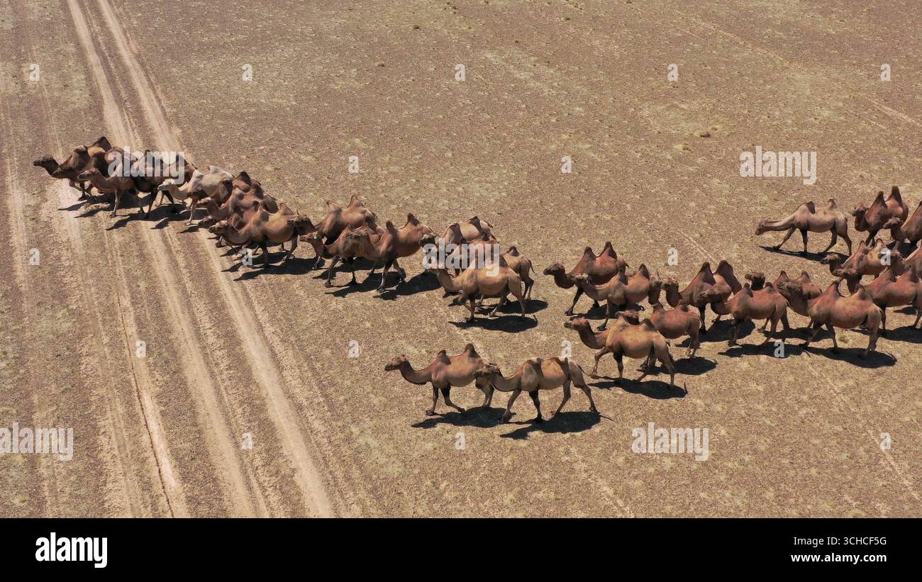 Aerial view of Bactrian camels in Mongolia Stock Photo - Alamy