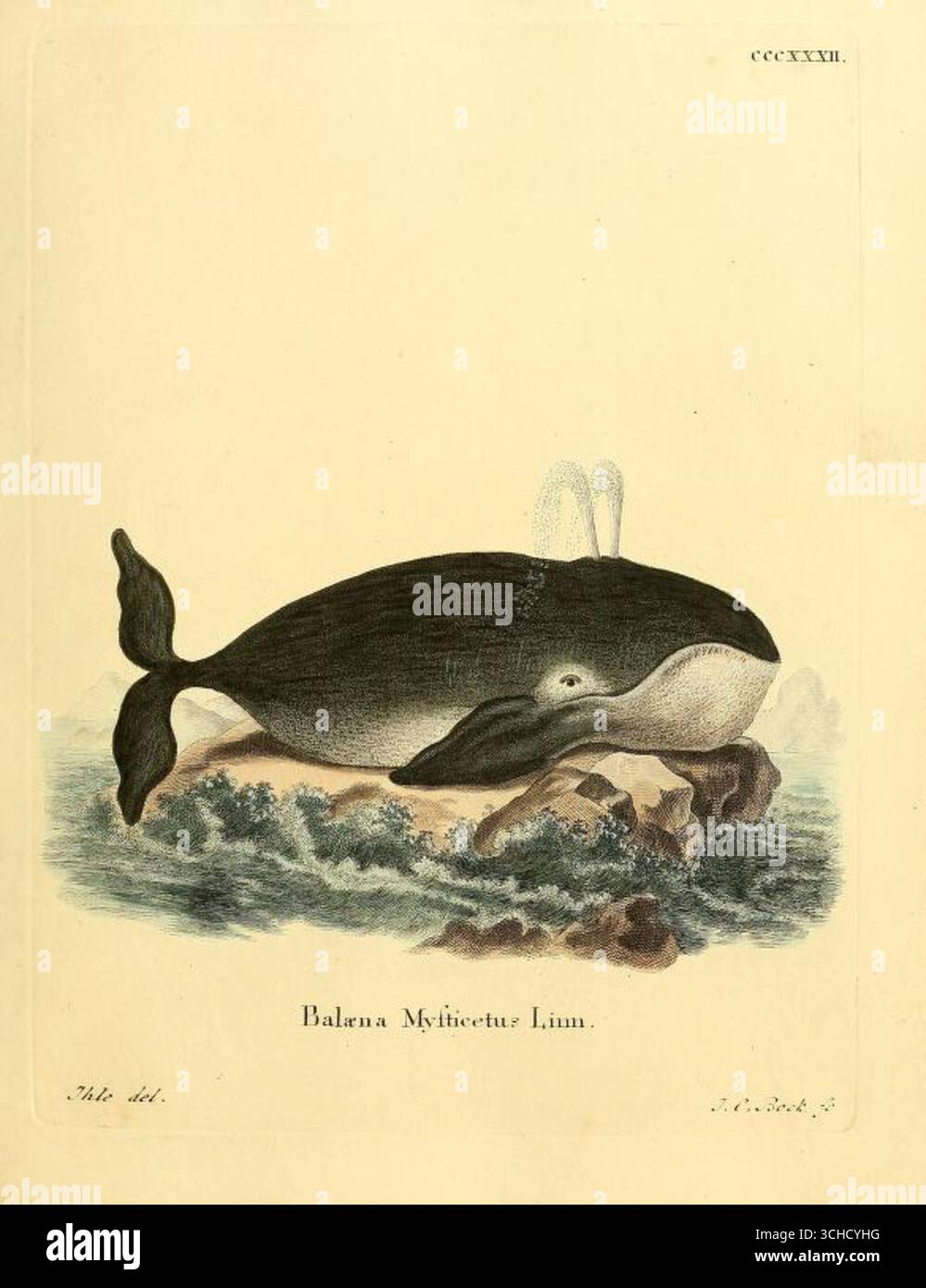 Historical illustration of the bowhead whale (Balaena mysticetus Linn ...