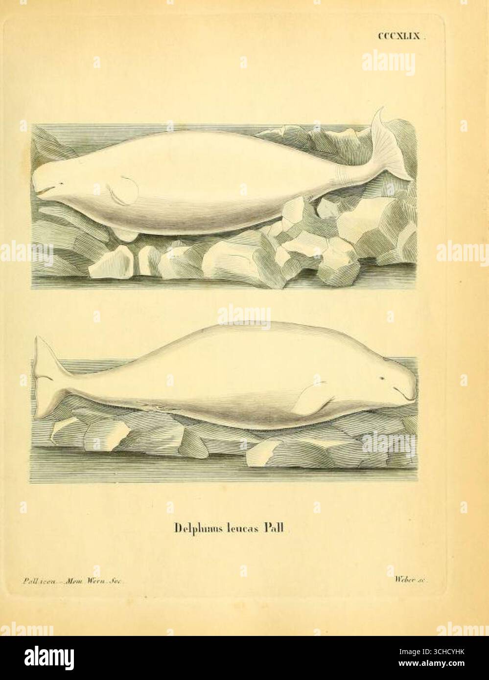 Historical illustration of the beluga whale (Delphinus leucas Pall ...
