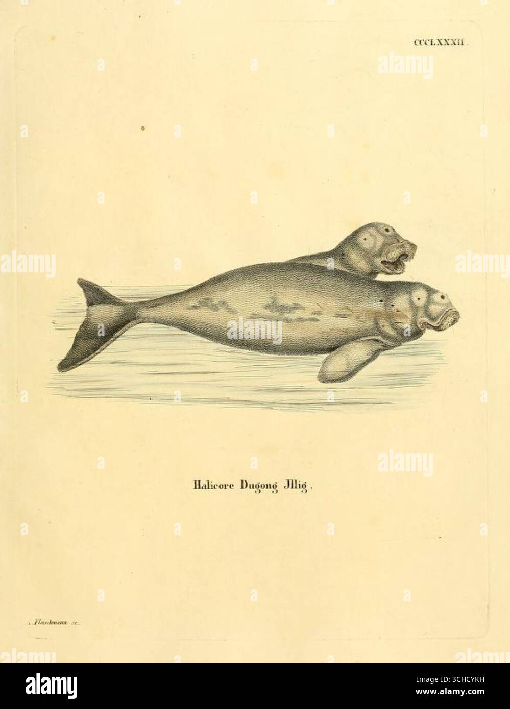 Historical illustration of two dugongs (Halicore dugong), Plate ...