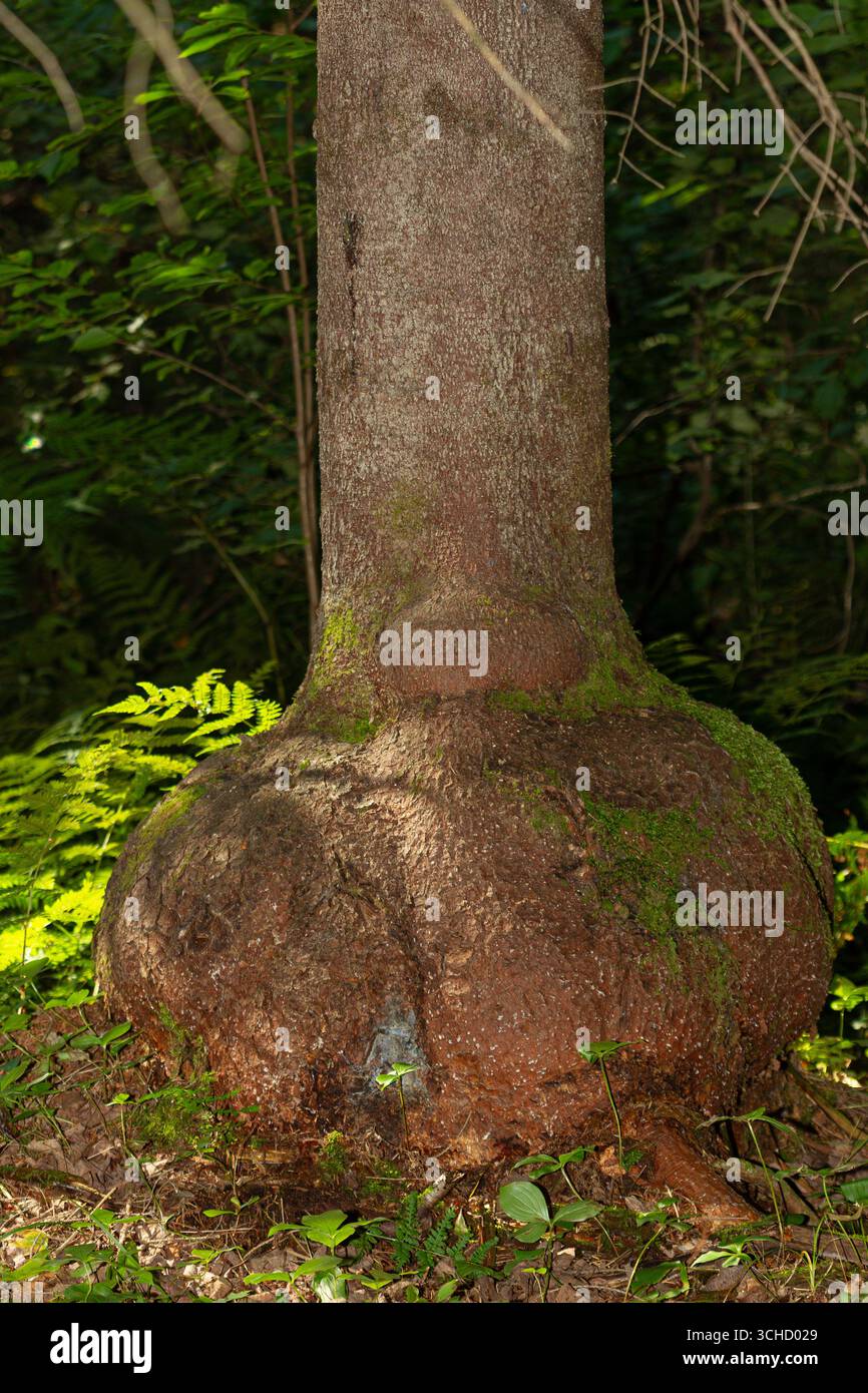 Large Burl on a tree trunk Stock Photo - Alamy