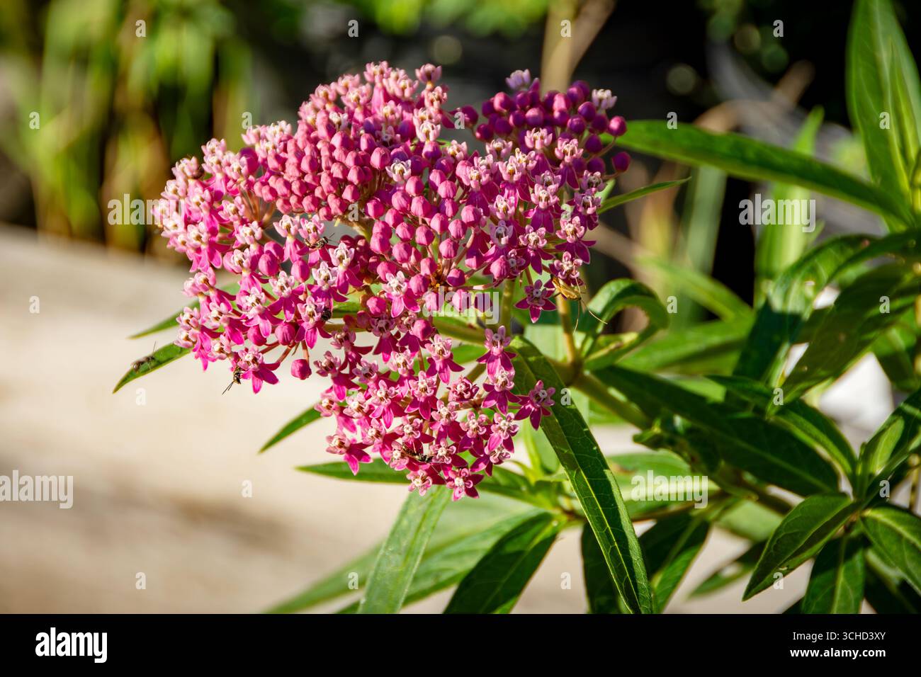 Wamp milkweed hi-res stock photography and images - Alamy