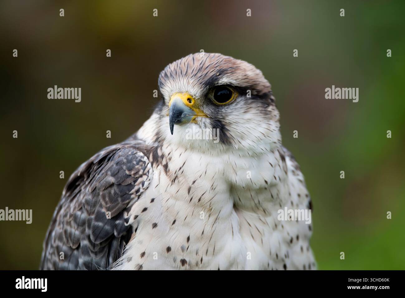 A Gyr-Barbary Falcon, a hybrid of a Gyrfalcon (Falco rusticolus) and a ...