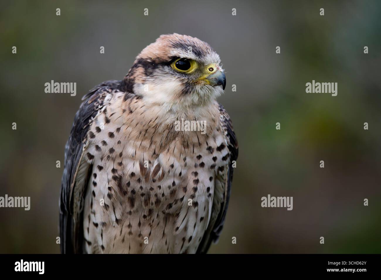 A Gyr-Barbary Falcon, a hybrid of a Gyrfalcon (Falco rusticolus) and a ...