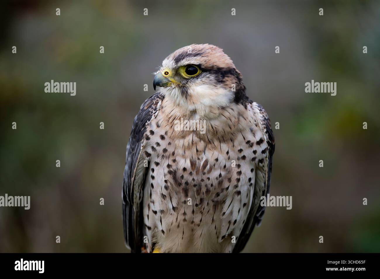 A Gyr-Barbary Falcon, a hybrid of a Gyrfalcon (Falco rusticolus) and a ...