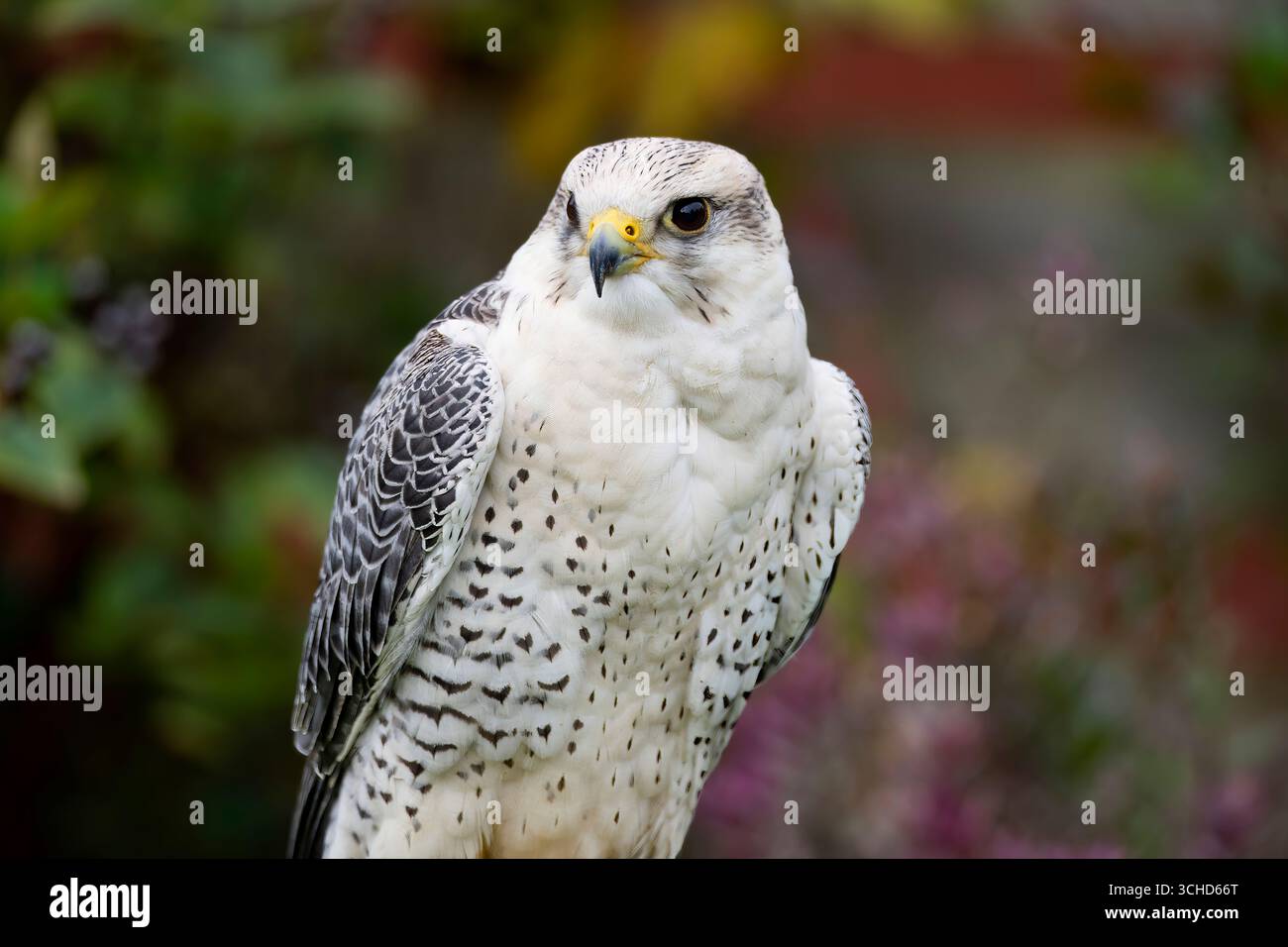 A Gyr-Saker Falcon, a hybrid of a Gyrfalcon (Falco rusticolus) and a ...