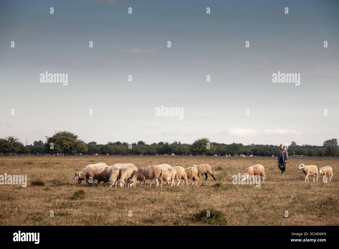 Sheepkeeper hi-res stock photography and images - Alamy