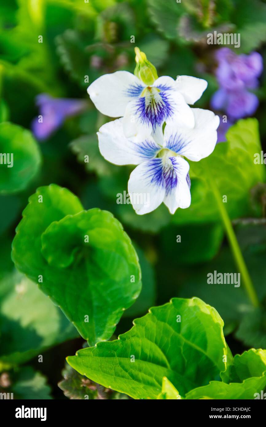 A vibrant purple Common Blue Violet (Viola sororia) blooms on the ...