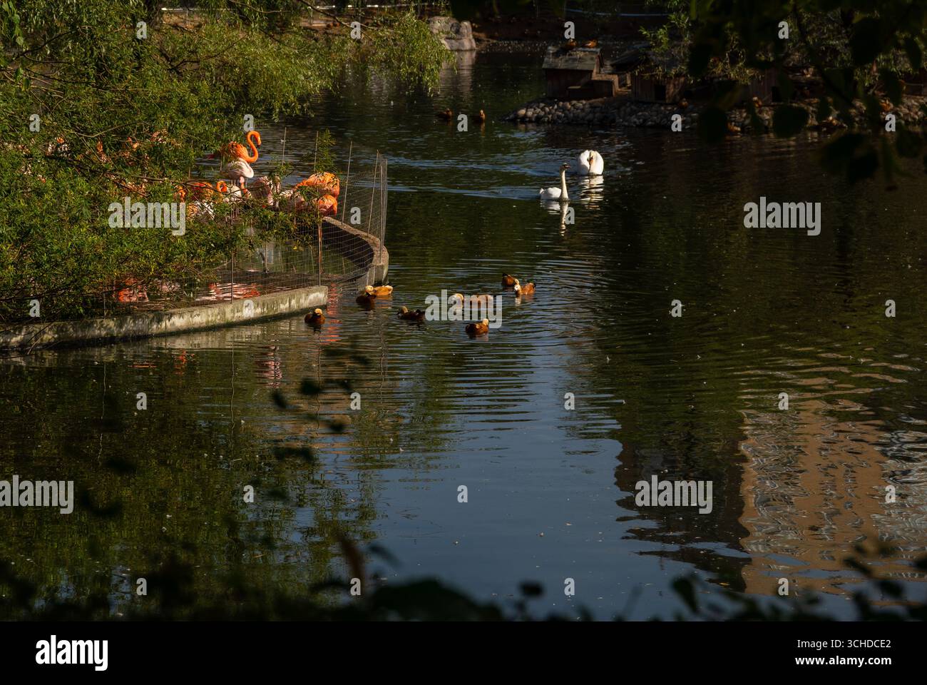 Moscow, Russia, Moscow Zoo, August 30, 2025, pond with waterfowl Stock ...