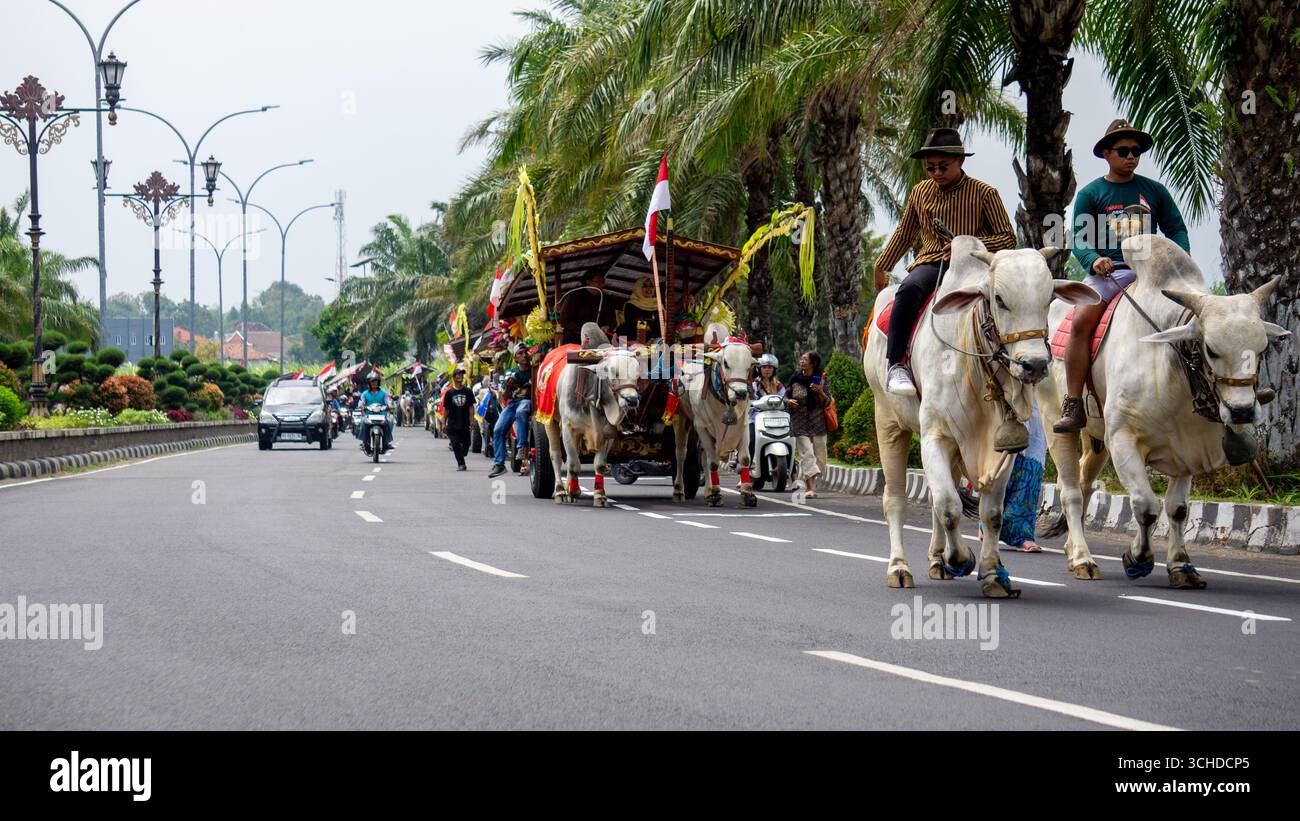 Cikar parade. Cikar is a form of land transportation in Indonesia that ...