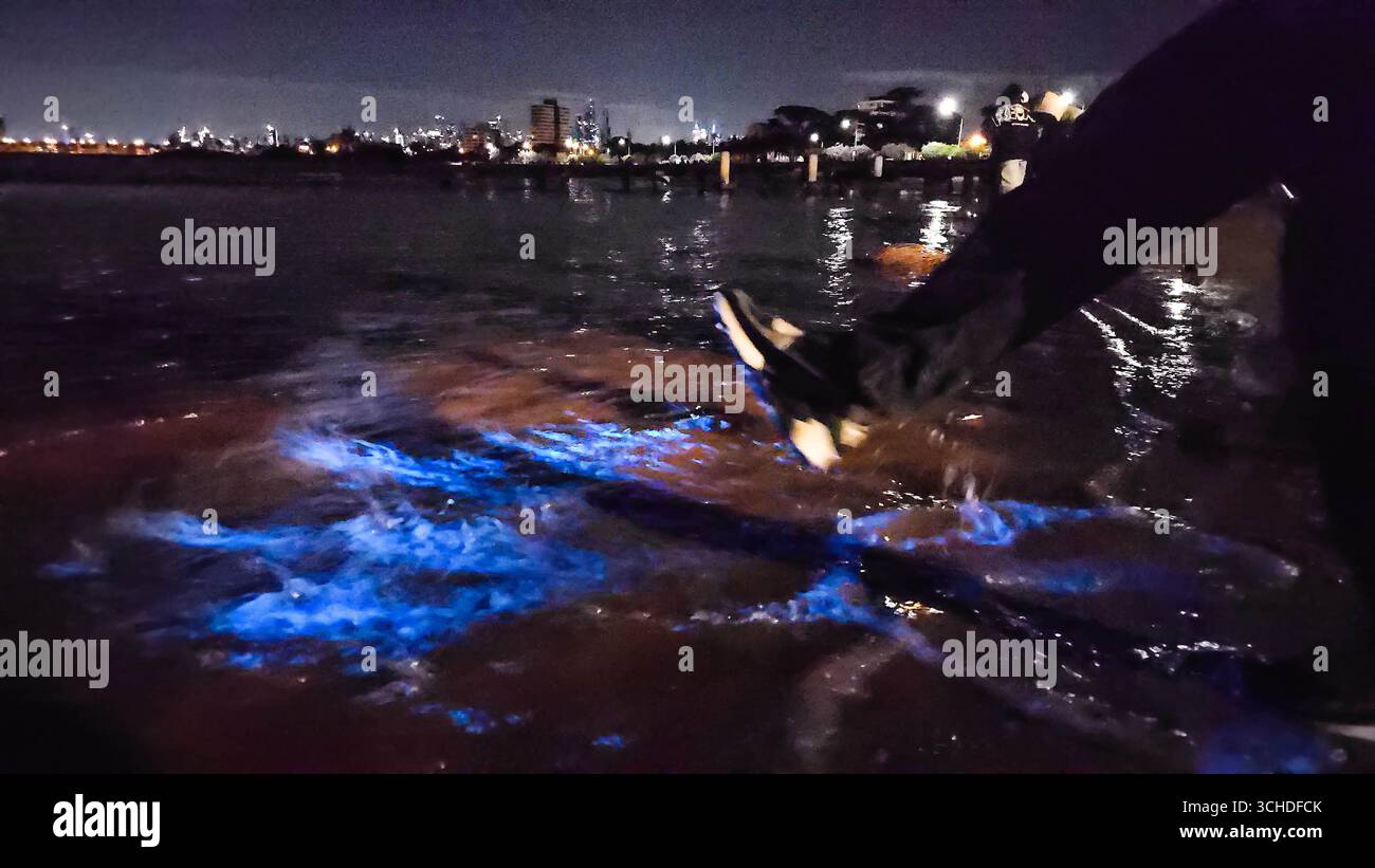 An attractive stunning view of the Bioluminescent Phenomenon Algae ...