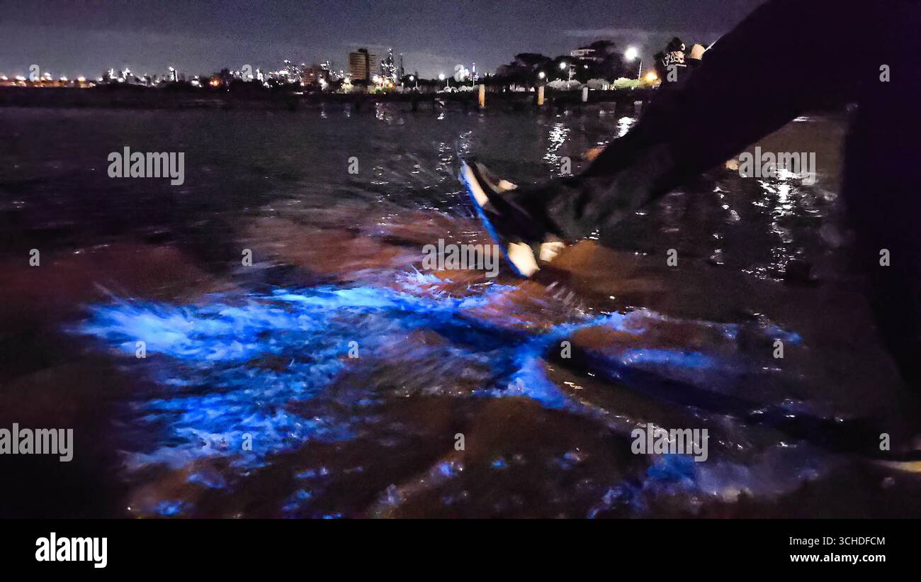 An attractive stunning view of the Bioluminescent Phenomenon Algae ...