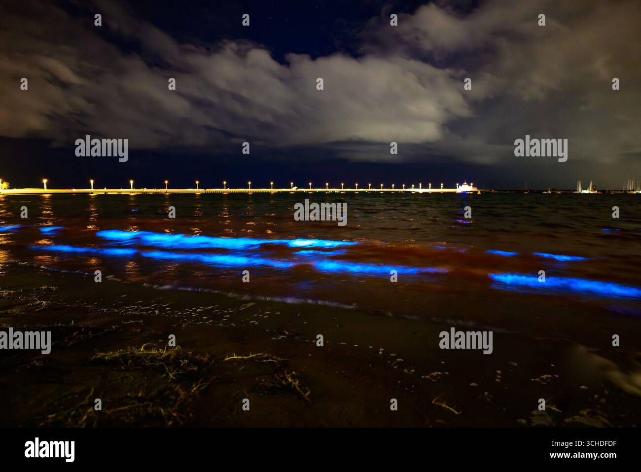 An attractive stunning view of the Bioluminescent Phenomenon Algae ...