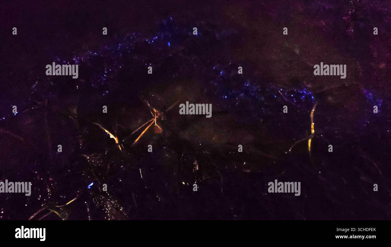 An attractive stunning view of the Bioluminescent Phenomenon Algae ...