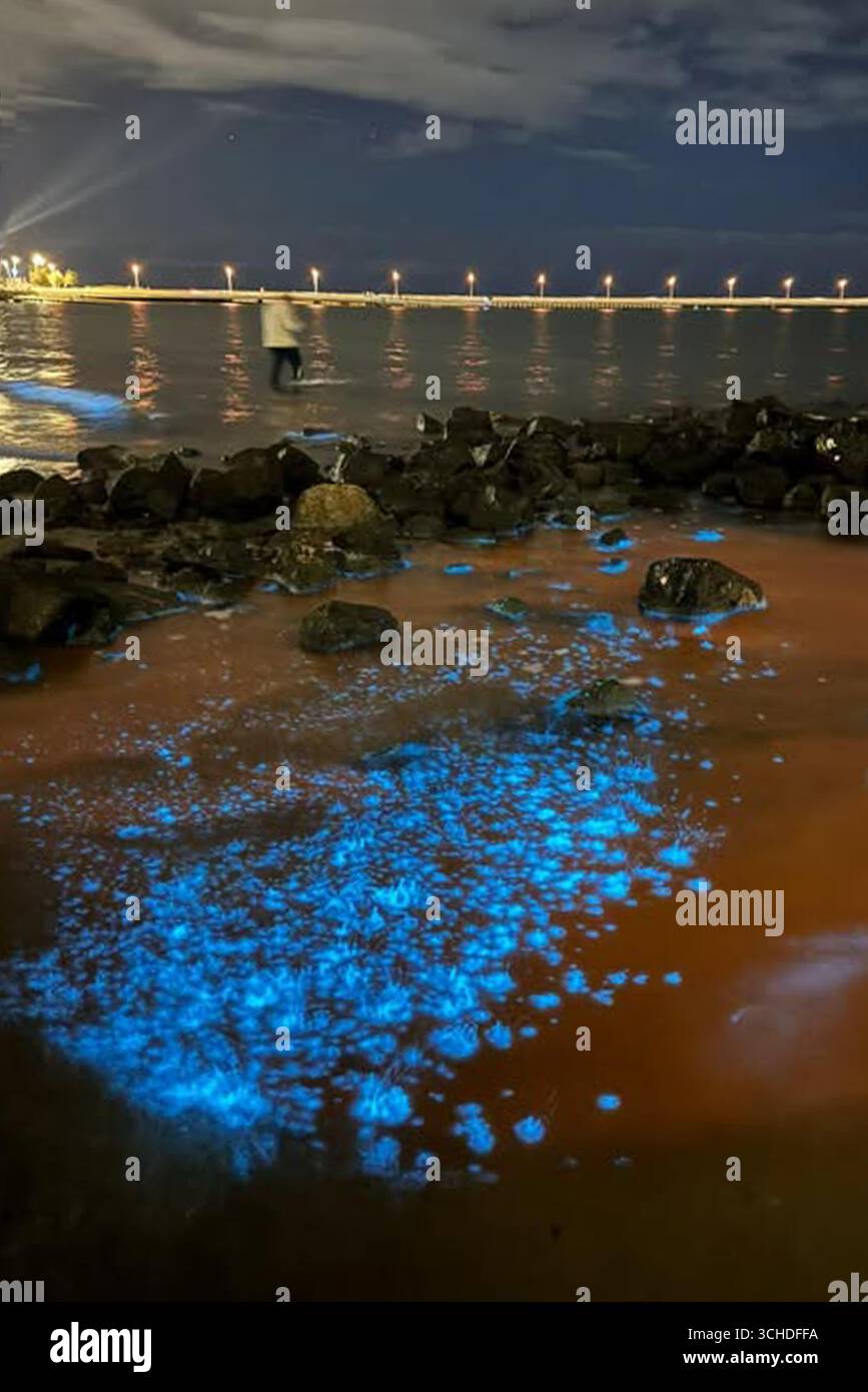 An attractive stunning view of the Bioluminescent Phenomenon Algae ...