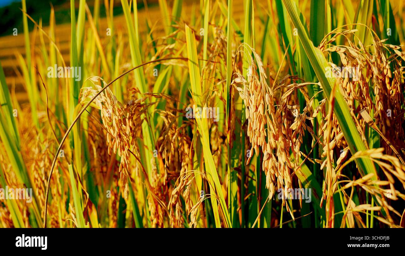 Asian golden rice paddy field vietnam green farm. Harvest agriculture ...