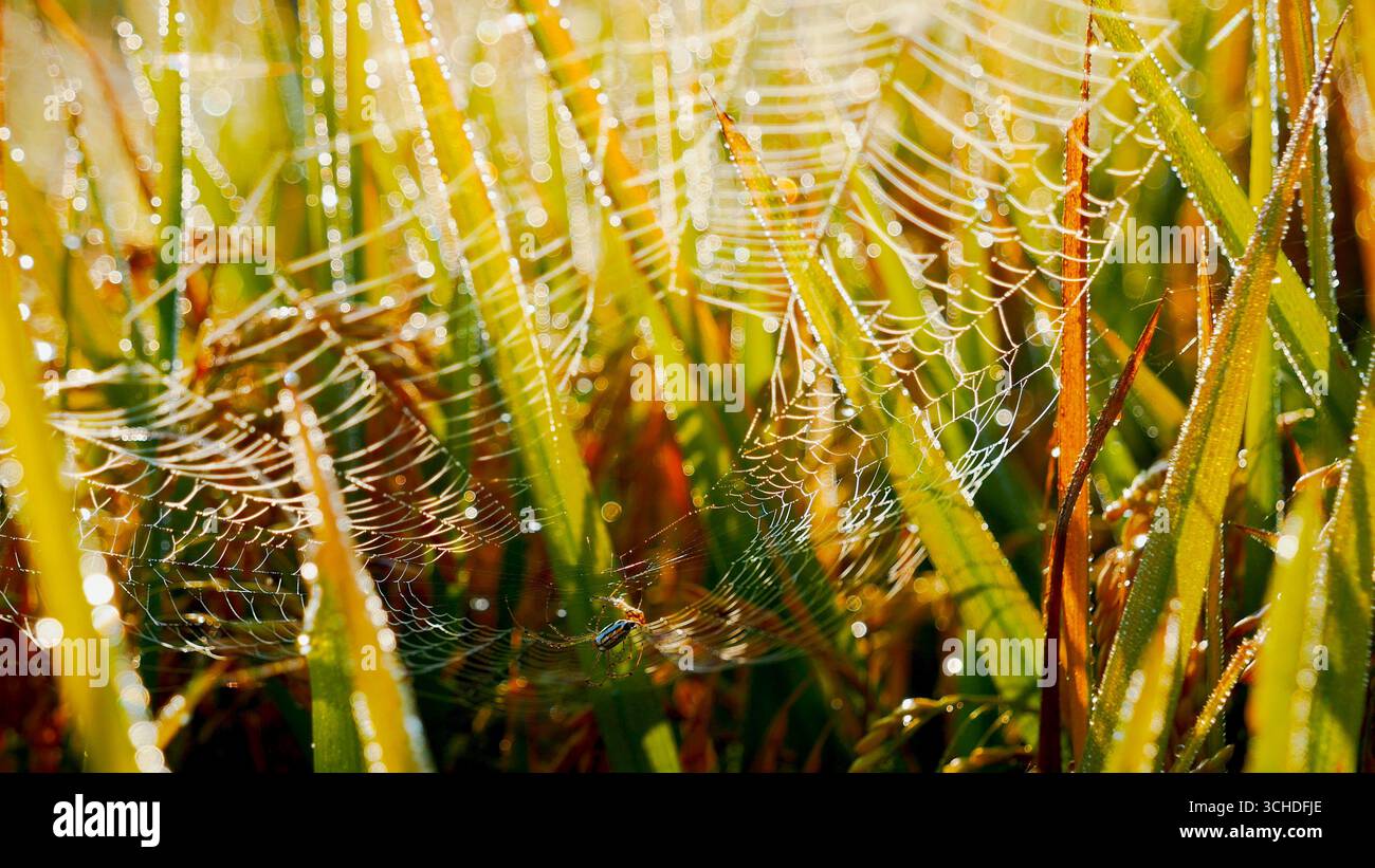 Asian golden rice paddy field vietnam green farm. Harvest agriculture ...