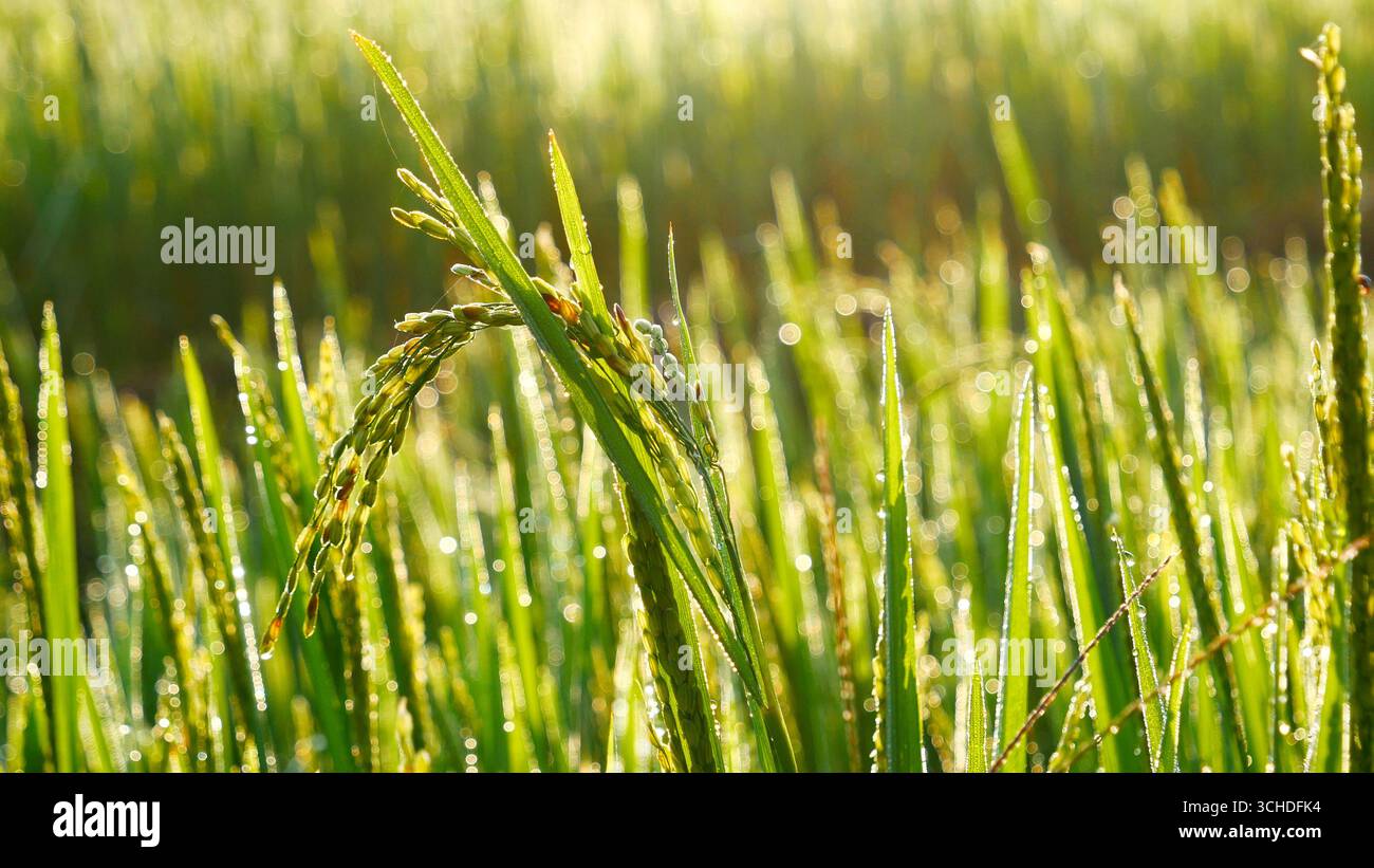 Rice Field Green agriculture ecosystem Asian rice paddy field Vietnam ...