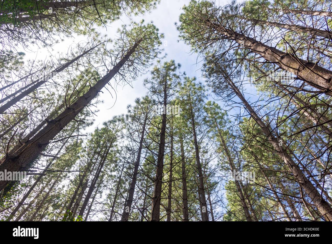 Trees in forest, Hanmer Forest, Jollies Pass Road, Hanmer Springs ...