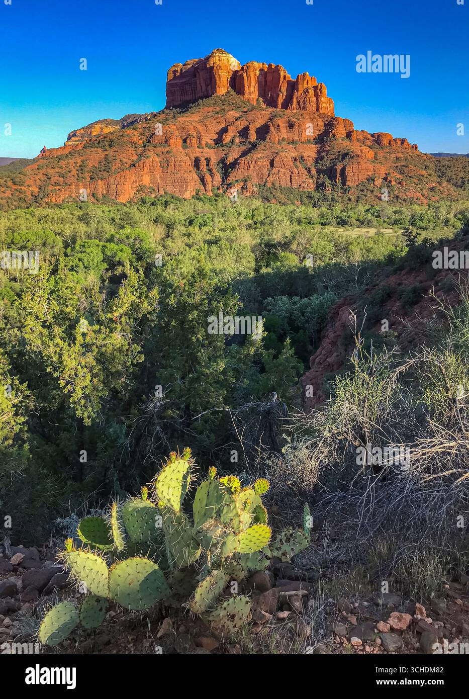 Bell Rock rises in the distance with Prickly Pear cactus and a wide va ...