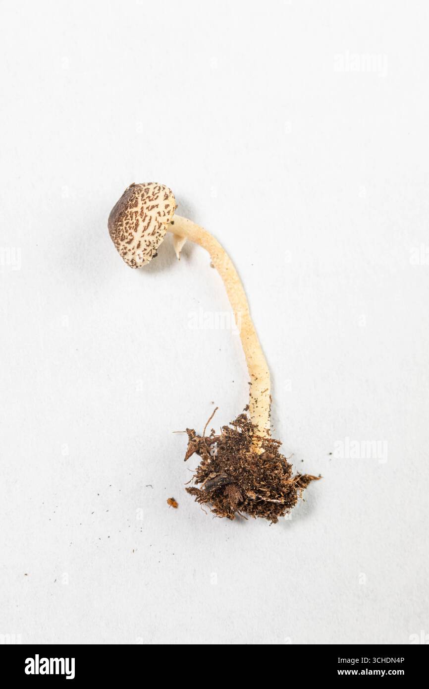 Mushroom with a textured cap and slender stem emerges from rich, dark ...
