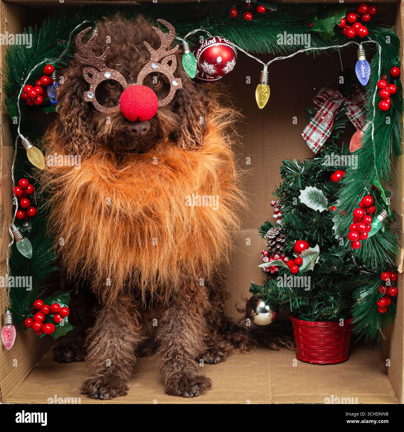 Barbet dog wearing christmas reindeer costume sitting inside cardboard ...