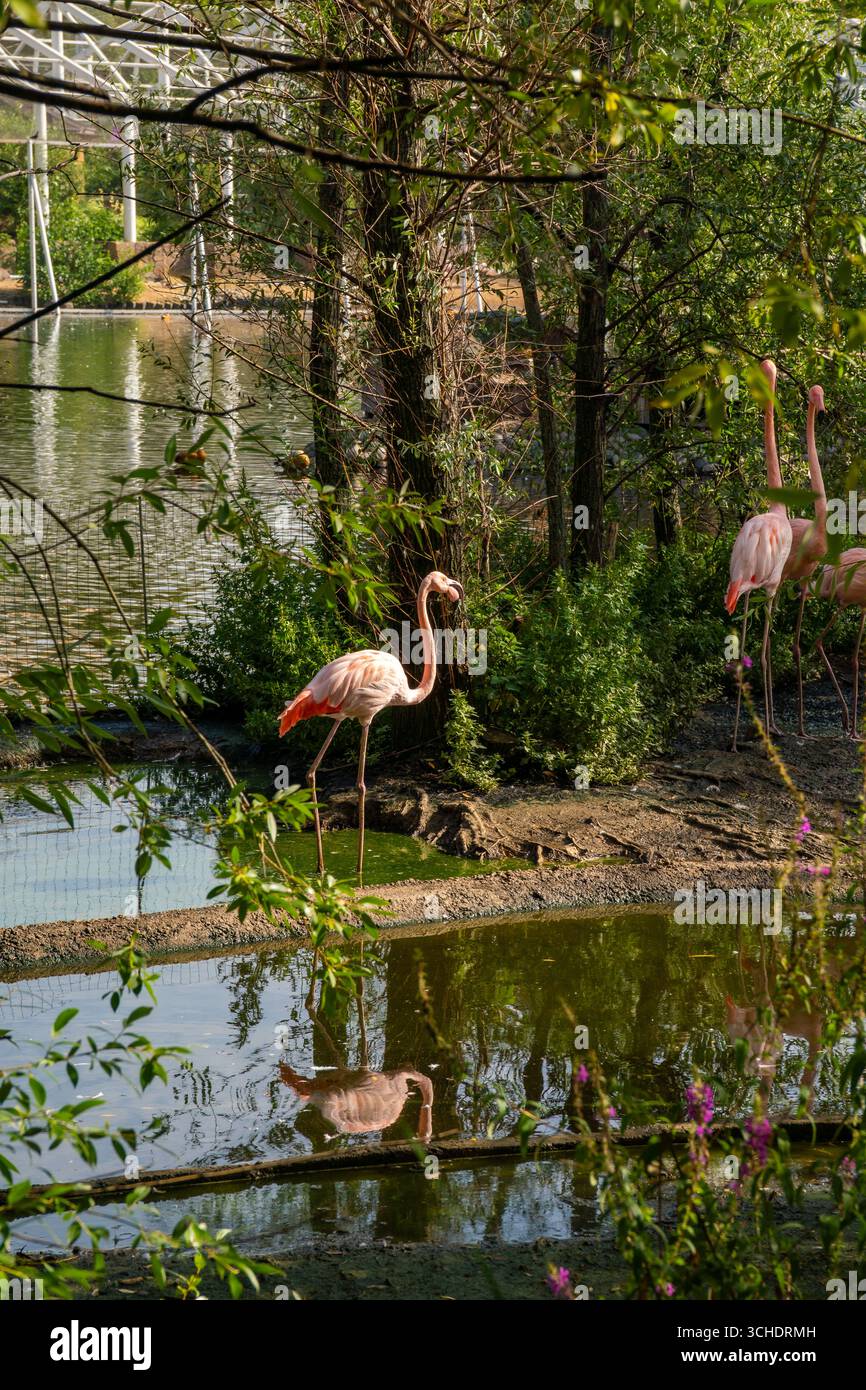 Moscow, Russia, Moscow Zoo, August 30, 2025, Pink Flamingos Stock Photo ...