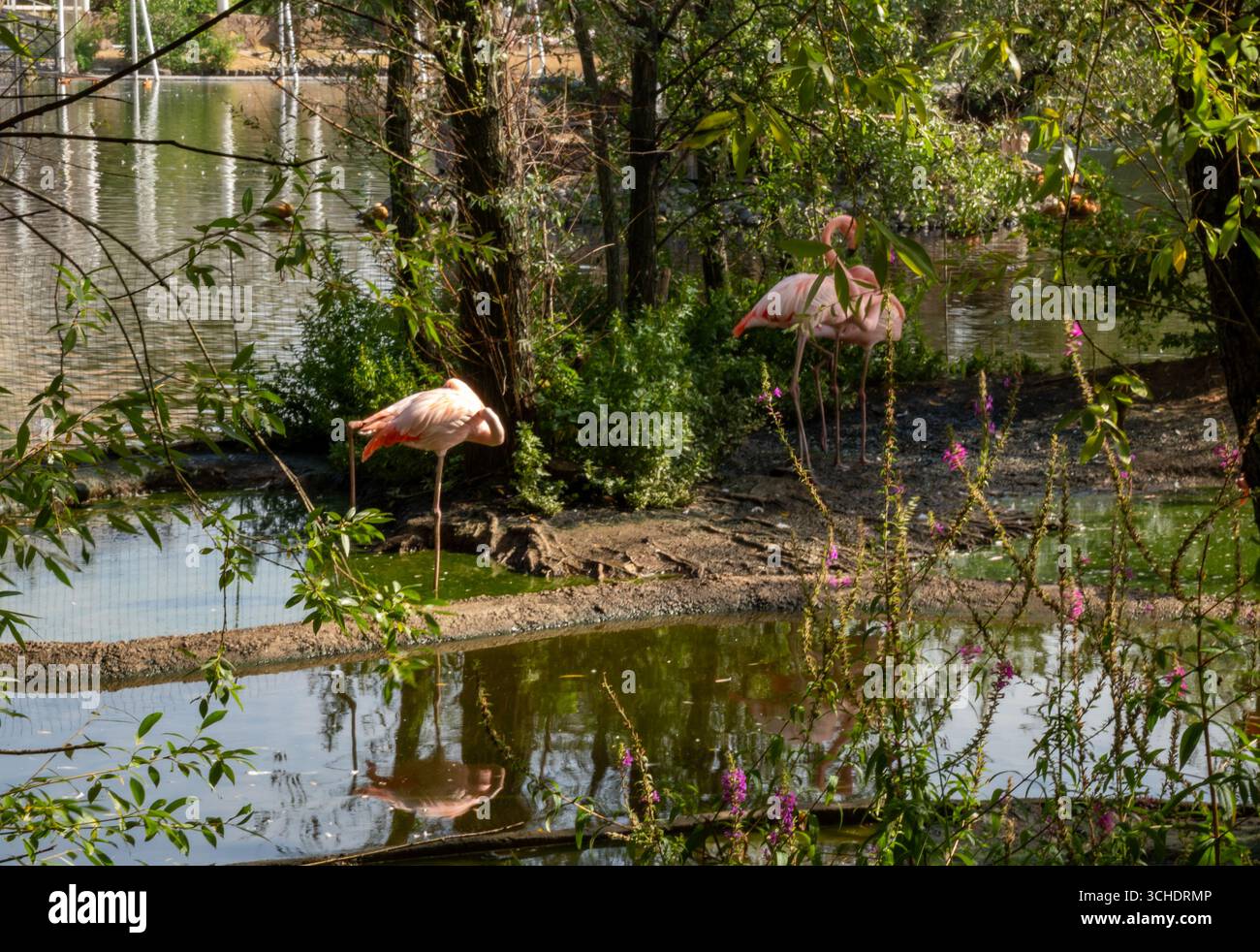 Moscow, Russia, Moscow Zoo, August 30, 2025, Pink Flamingos Stock Photo ...