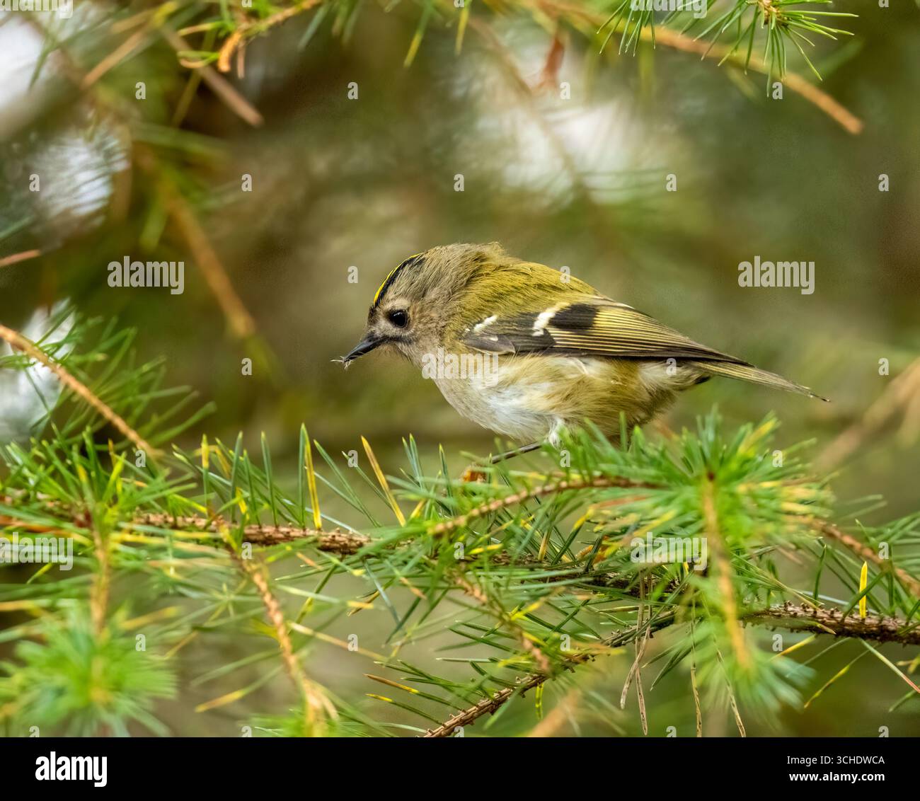Gold crest on branch hi-res stock photography and images - Alamy