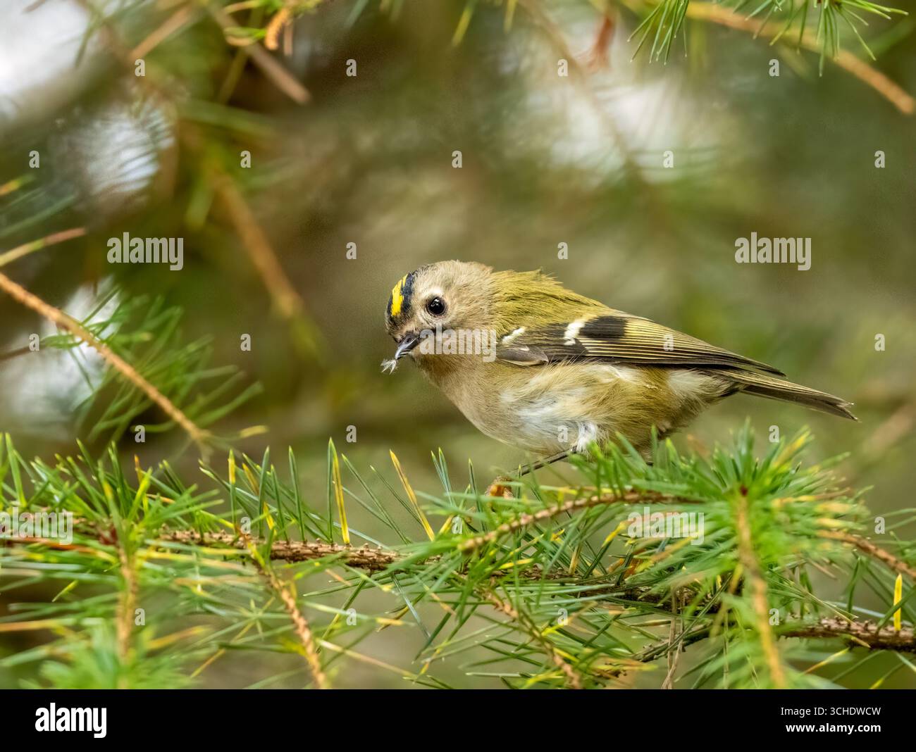 Close up of a gold crest bird on a fir tree branch Stock Photo - Alamy