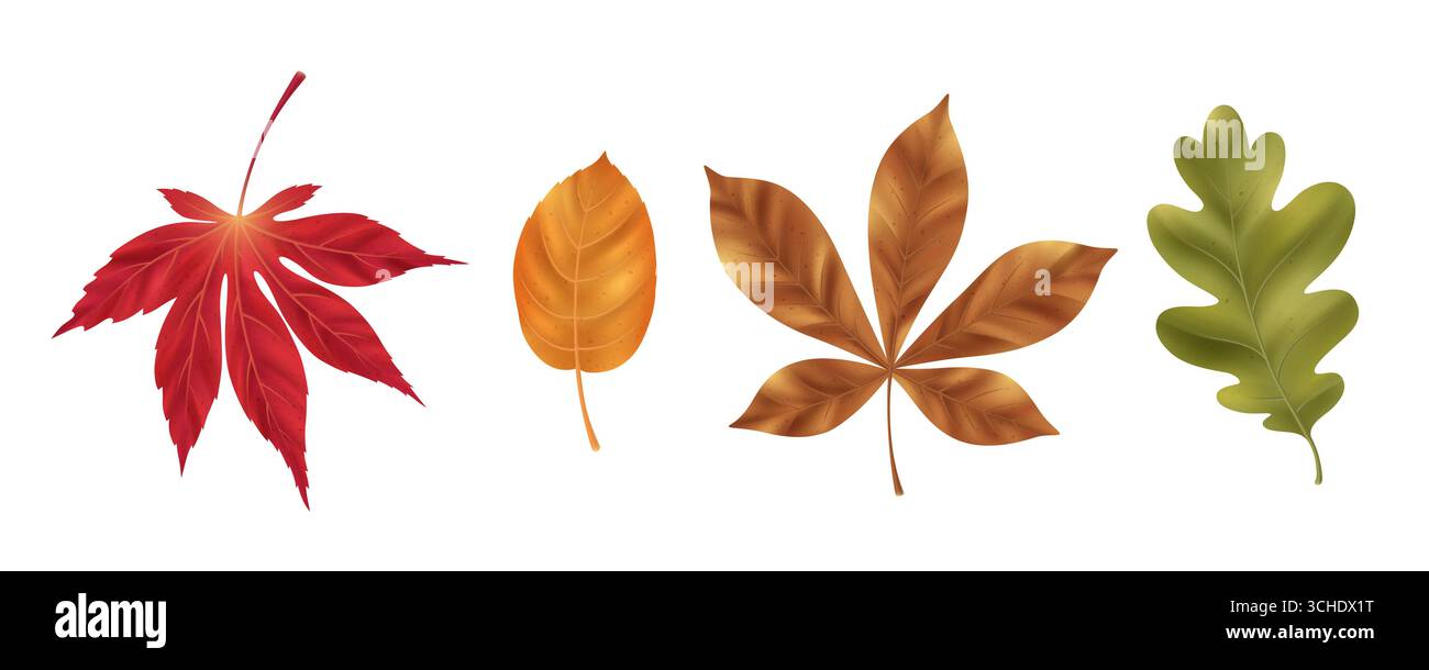 Realistic leaf set with autumn foliage in vibrant red maple, orange elm ...