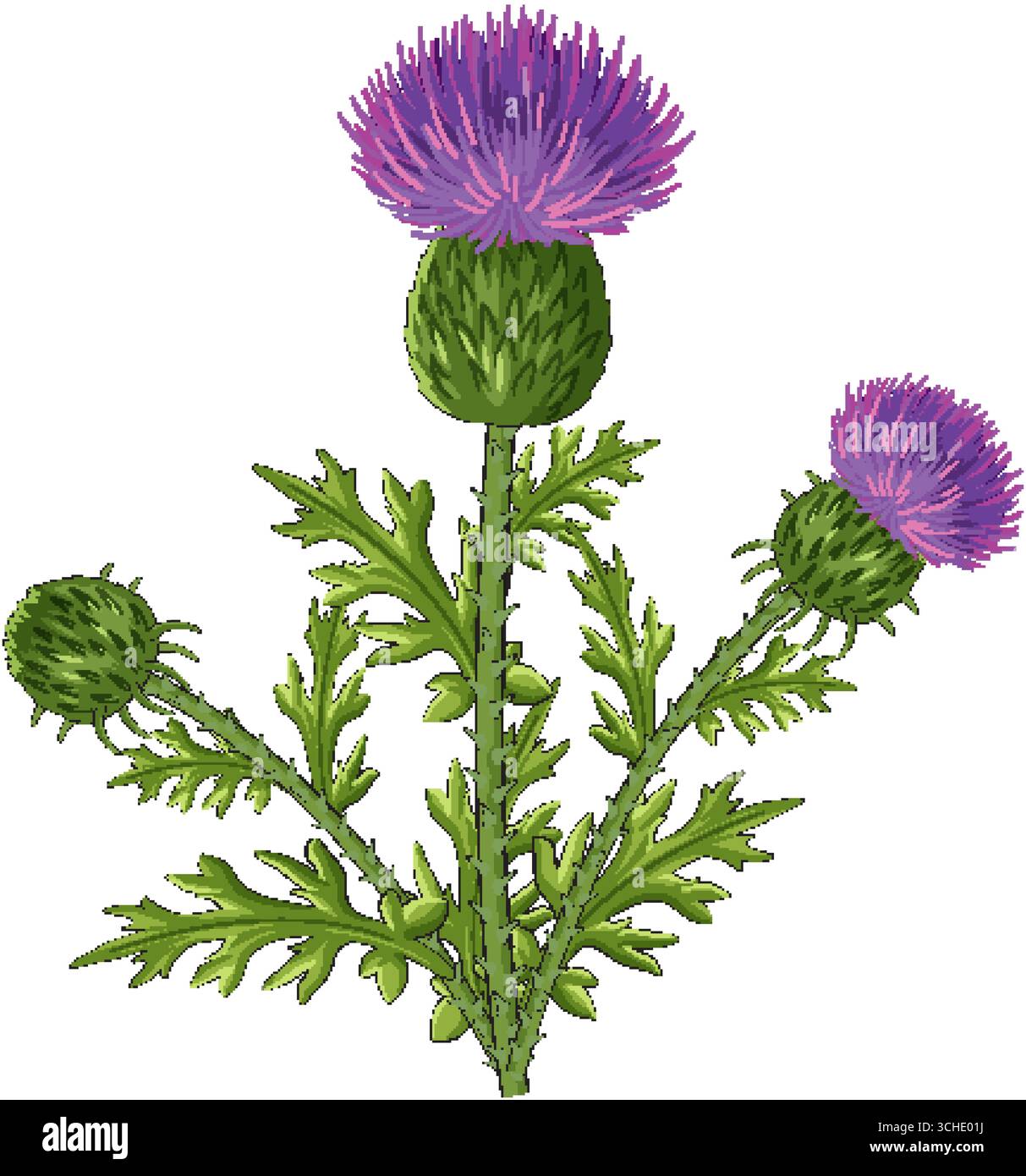 Realistic vector of Scottish thistle with three purple flowers and ...
