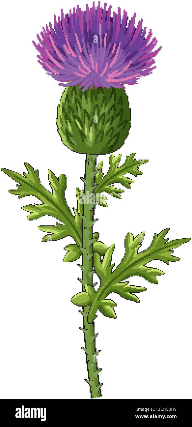 Realistic vector illustration of a Scottish thistle with spiky green ...