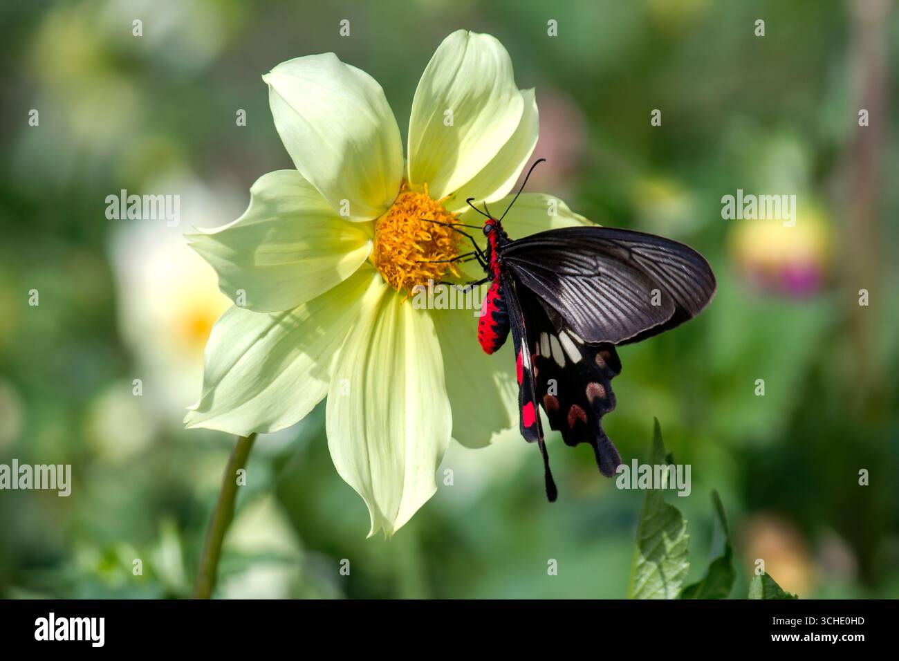 Butterfly collecting nectar from flower hi-res stock photography and ...