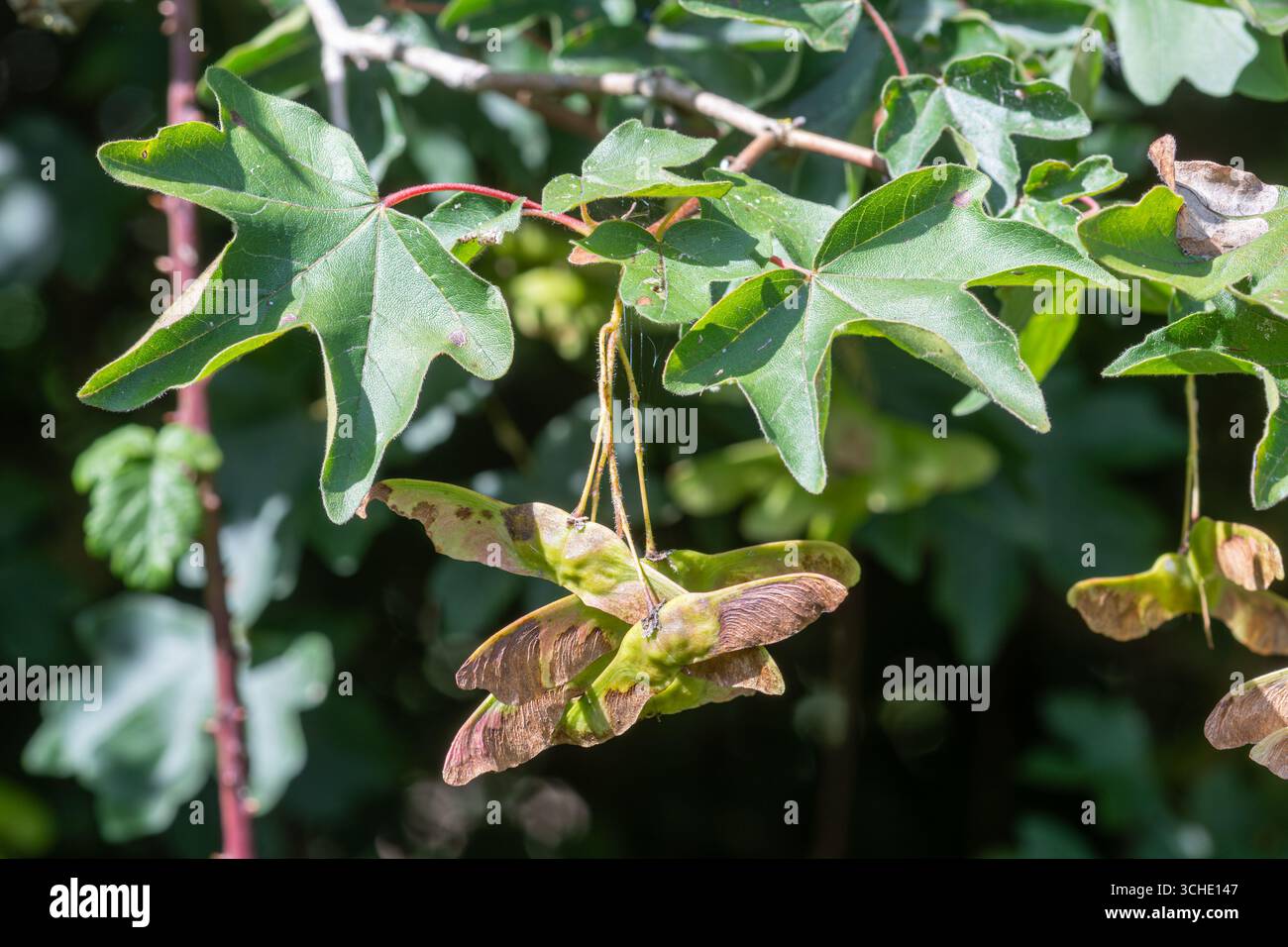 Field maple samaras uk hi-res stock photography and images - Alamy