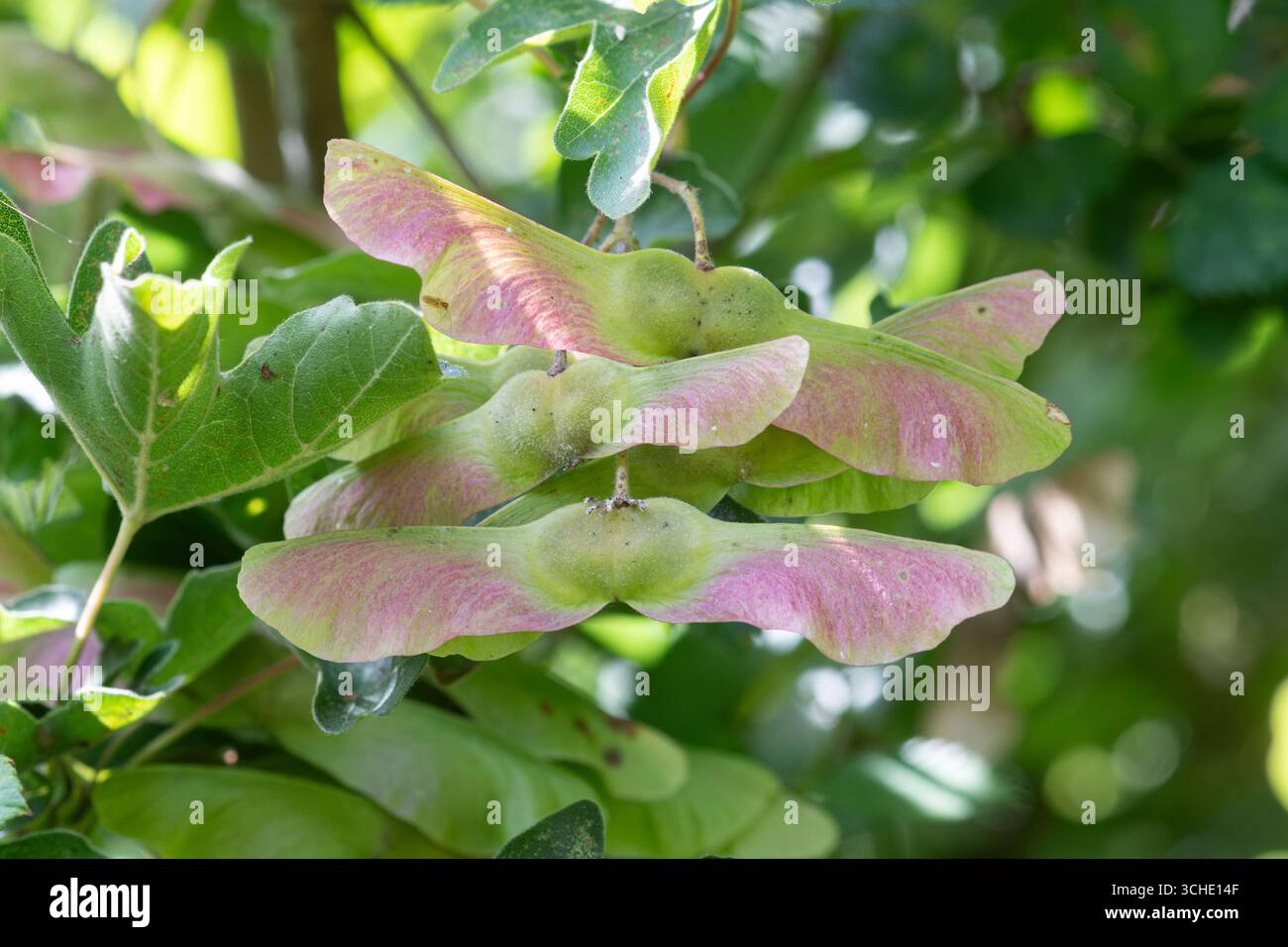 Field maple tree (Acer campestre) with pink and yellow winged seeds or ...
