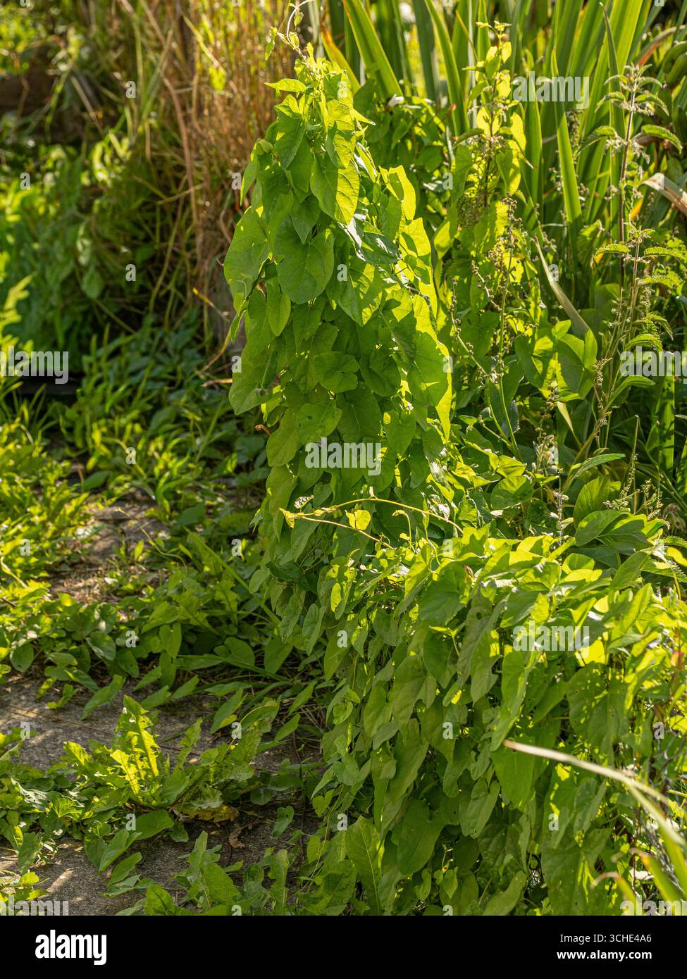 Bindweed smothering a plant in a UK garden, showing the invasive weed ...