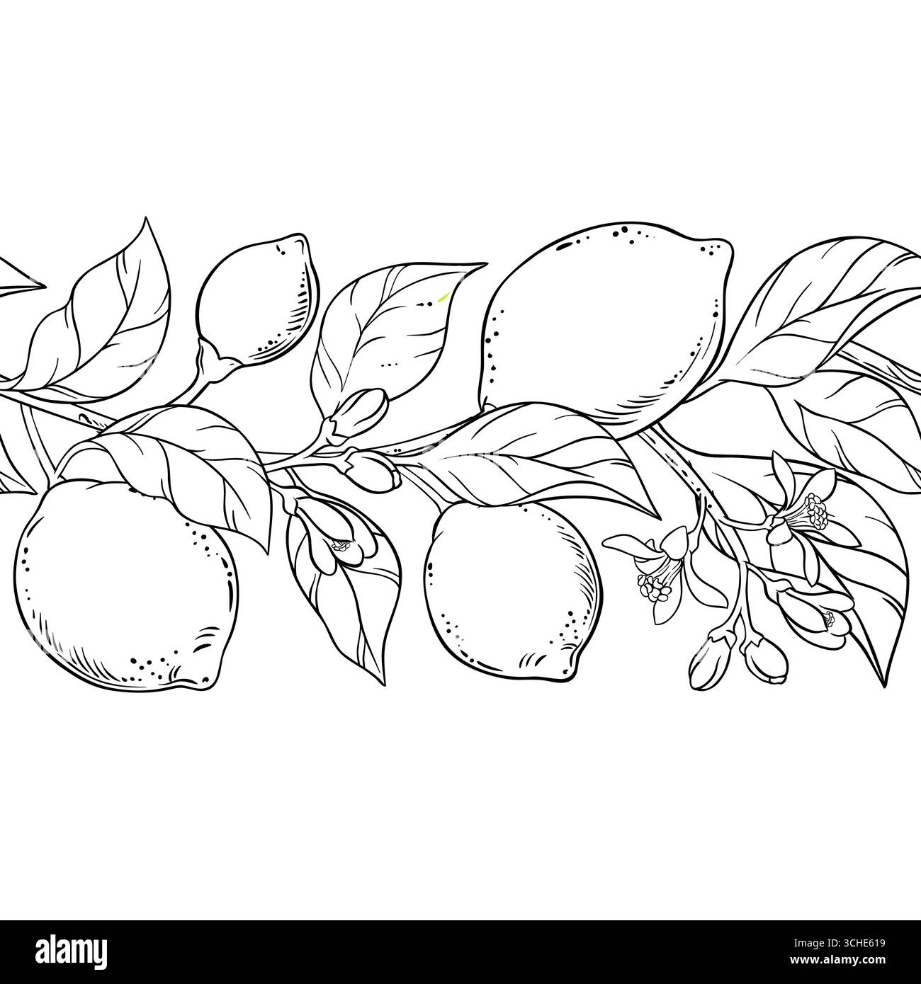 Horizontal lemon background hand Stock Vector Images - Alamy